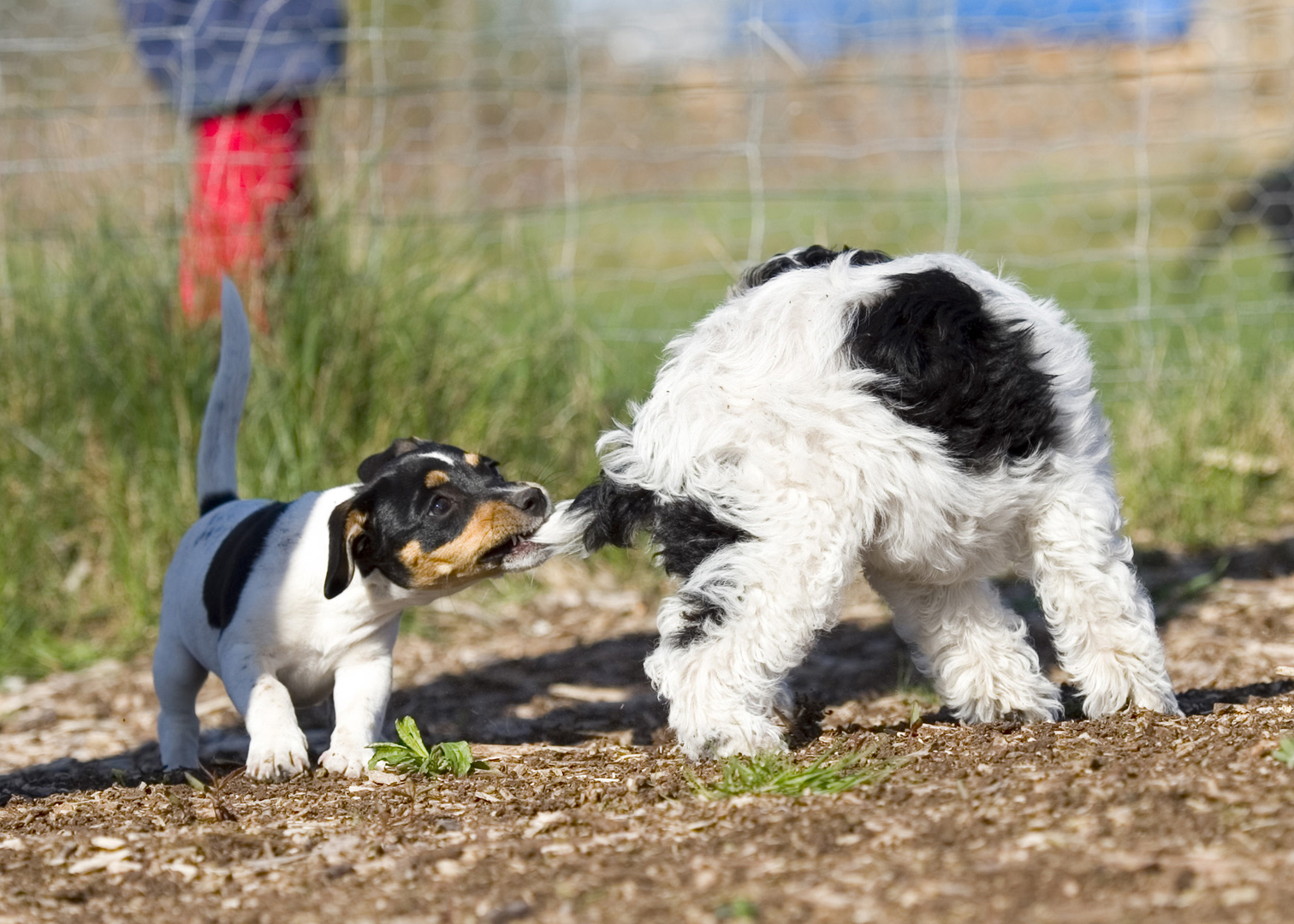 Downloads - Rock-Dogs